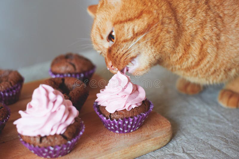 Kat eet cupcakes stock foto. Image of suiker, dieet, room - 49080294
