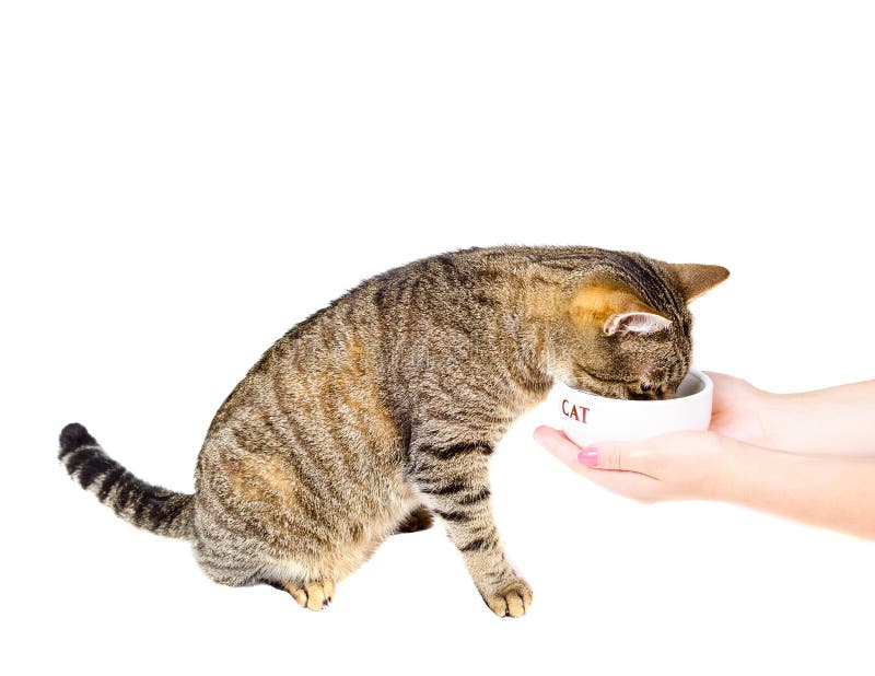 Kat die eet stock afbeelding. Image of huisdier, zitting - 25880069