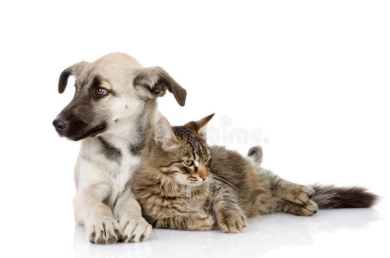 De Kat En De Hond Liggen Samen. Stock Foto - Image of vriendschap, pret ...