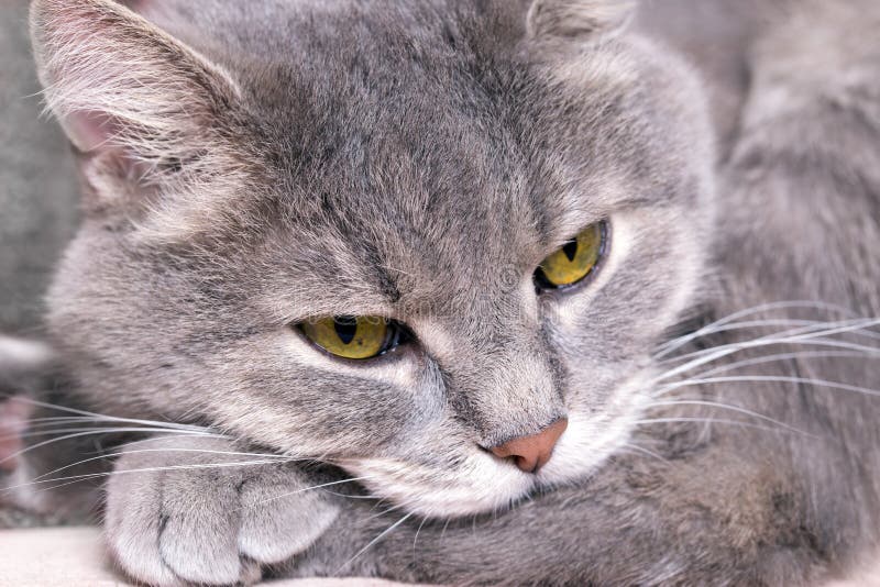 De Kat Heeft Het Hoofd Op Poten En Dozes Gezet Stock Afbeelding - Image ...