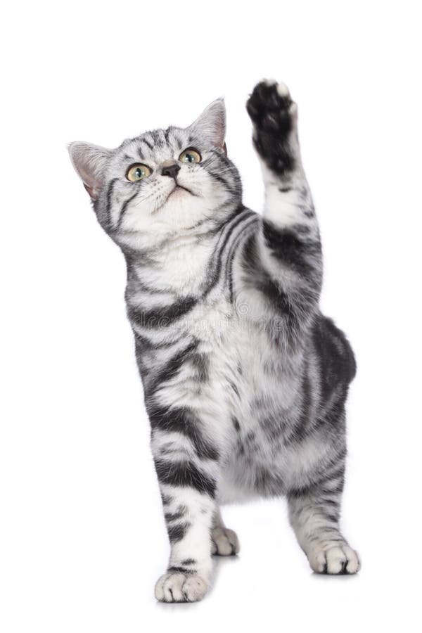 De kat rekt een poot uit stock foto. Image of huisdieren - 35803846