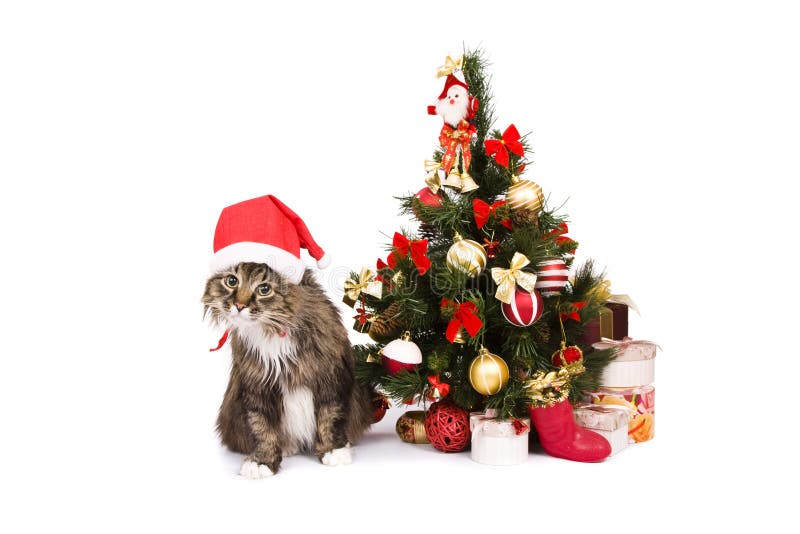 De Kat in Rode Kerstmis GLB Zit Door Kerstboom Stock Foto - Image of ...