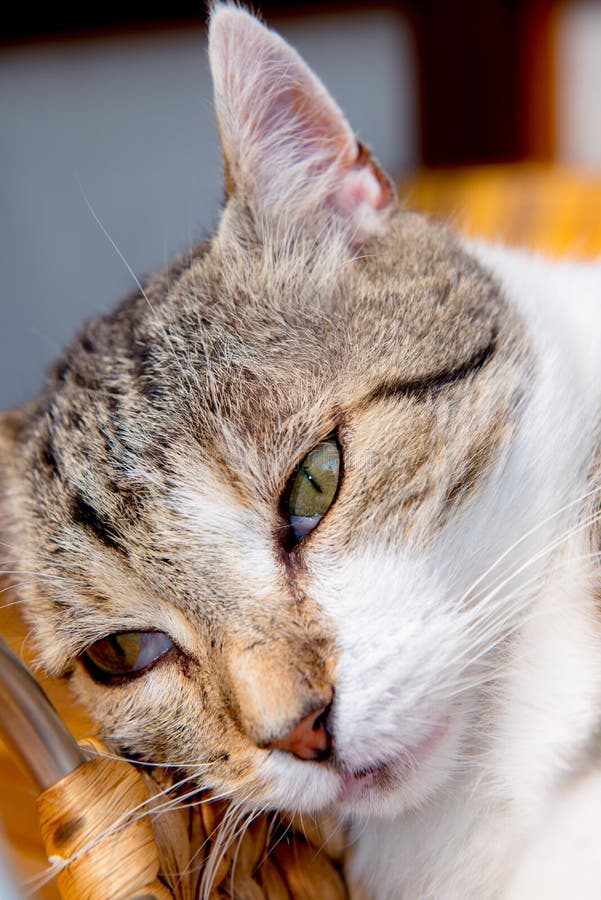 De kat rust stock afbeelding. Image of jong, binnenlands - 44518615