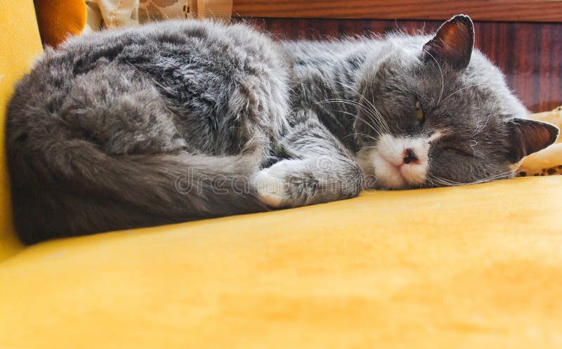 De Kat Slaapt Op De Bank in Het Huis Stock Foto - Image of dieren, huis ...