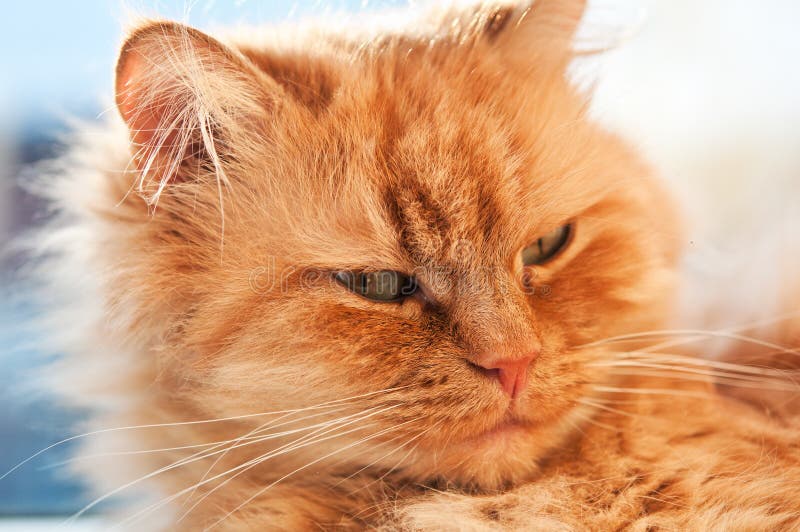 Rode Perzische kat stock foto. Image of bruin, binnenlands - 11088268
