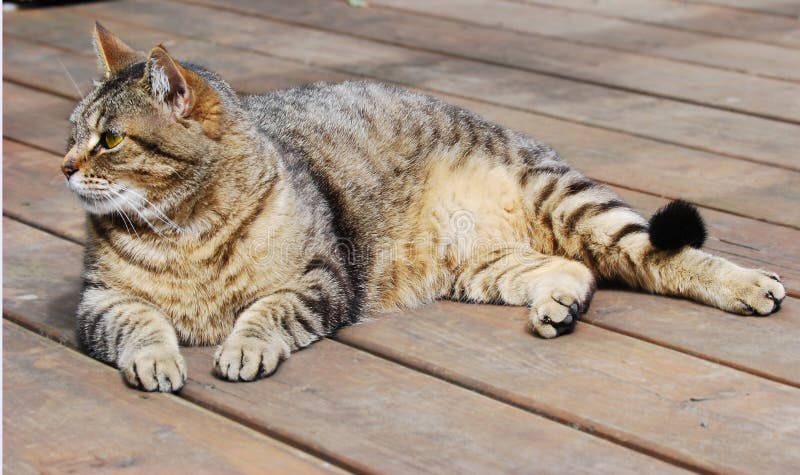 De Kat Van De Gestreepte Kat Stock Afbeelding - Image of ontspanning ...