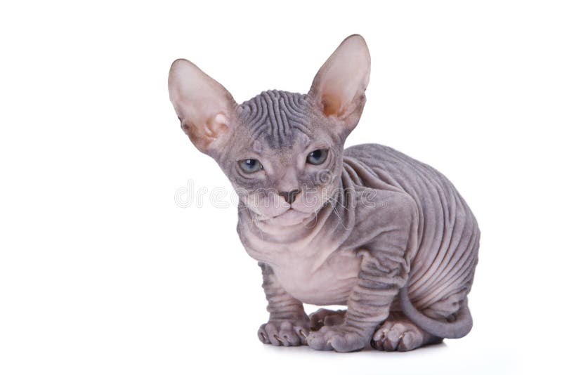 De kat van de sfinx stock afbeelding. Image of geïsoleerd - 22100571