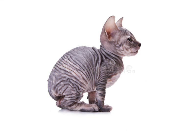 De kat van de sfinx stock afbeelding. Image of jong, katje - 22100577