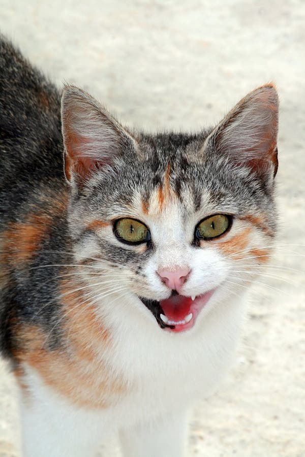 Huiskat stock foto. Image of huis, zoogdieren, roofdier - 7937028