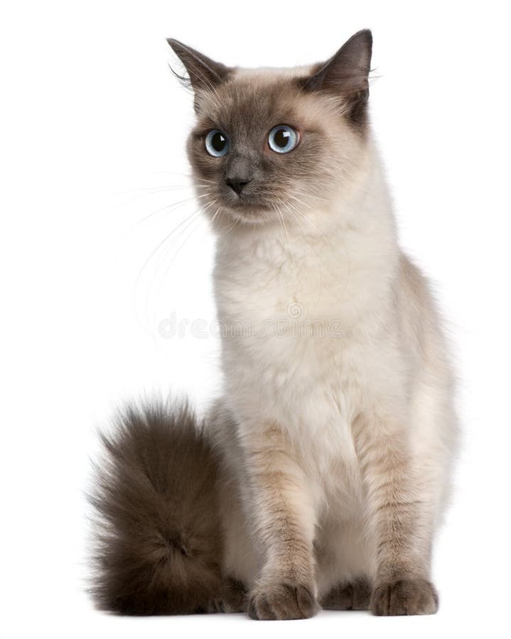 De Kat Van Ragdoll, 6 Maanden Oud, Voor Purple Stock Afbeelding ...