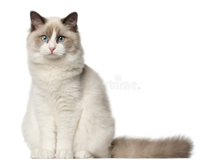 Ragdoll Kat, 6 Maanden Oud, Zittend Stock Afbeelding - Image of lengte ...