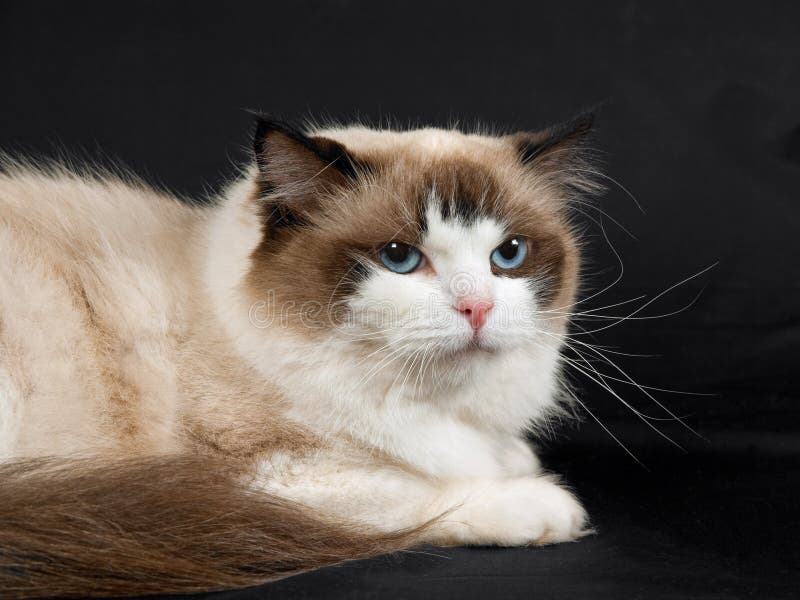 De kat van Ragdoll stock afbeelding. Image of huisdieren - 7864407