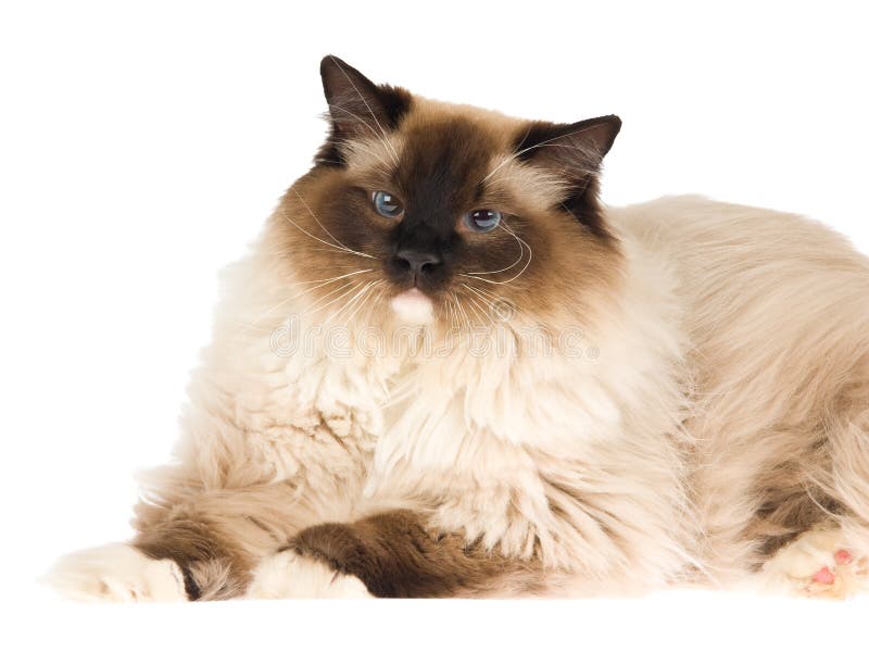 De Kat Van Ragdoll Die Op Wit Wordt Geïsoleerdo Stock Afbeelding ...