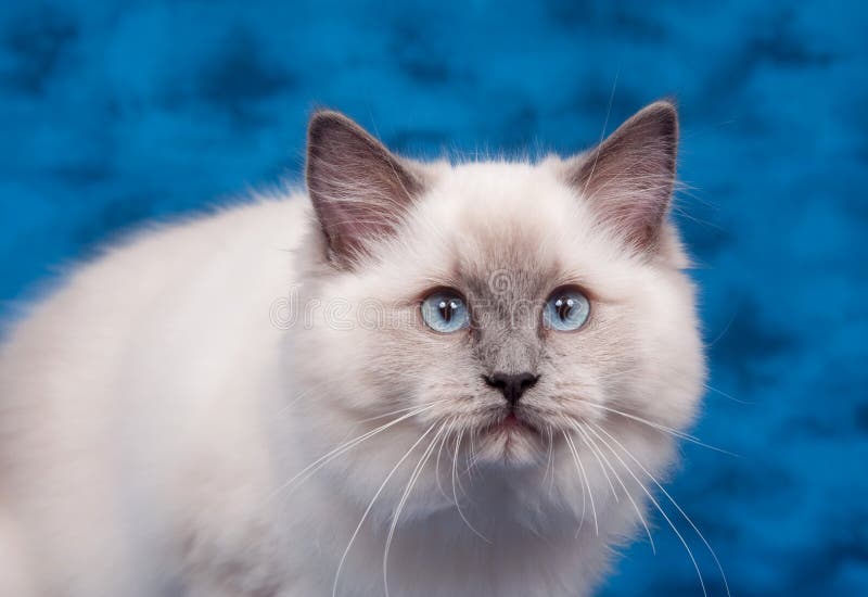 De Kat Van Ragdoll Op Blauw Stock Foto - Image of zoogdier, leuk: 12222306