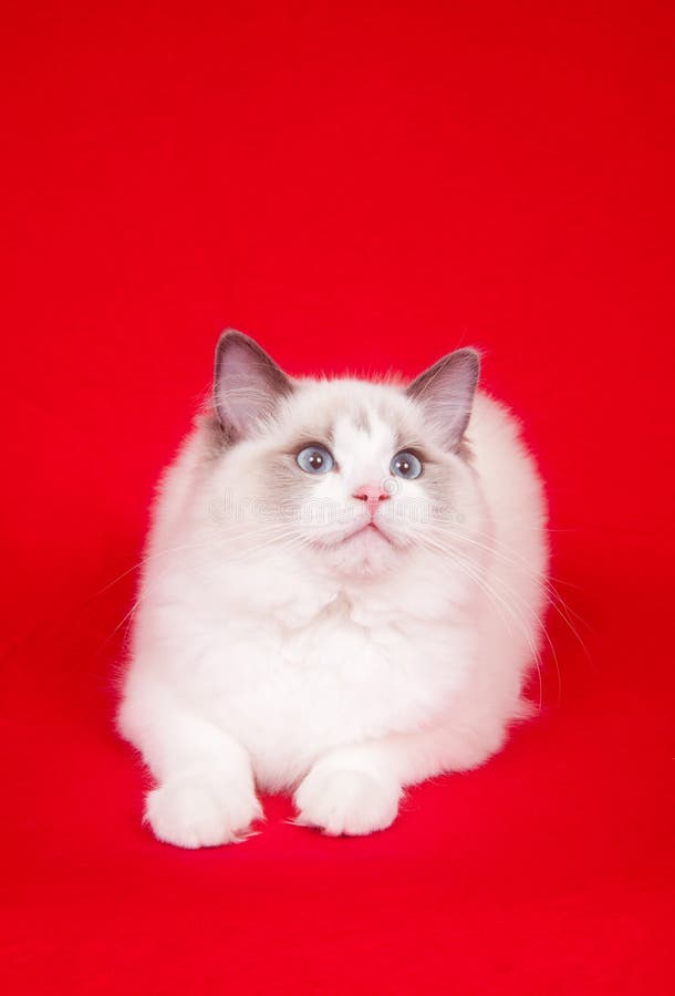 De kat van Ragdoll op rood stock afbeelding. Image of gezicht - 12221863