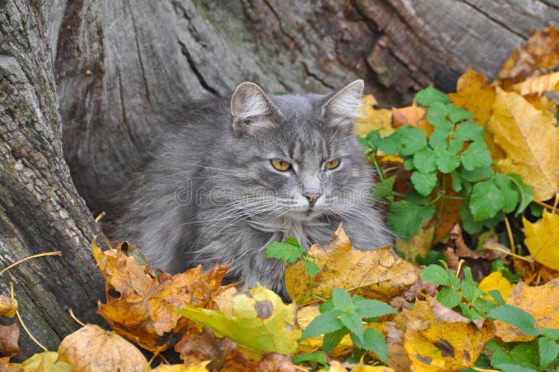 De Kat Zit in Gevallen Bladeren Met Een Blad Stock Foto - Image of pret ...