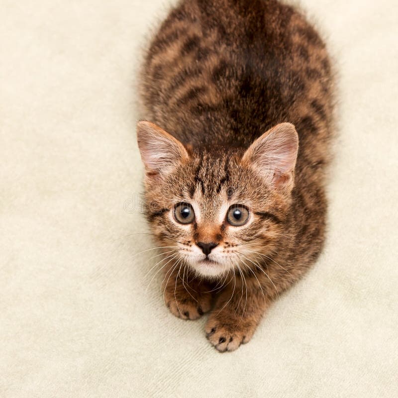 Getigerde Kat Ligt En Kijkt Stock Foto - Image of huisdier, geïsoleerd ...
