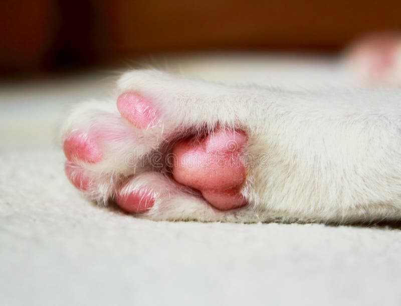 De kattenpoot van de slaap stock afbeelding. Image of poot - 18432249