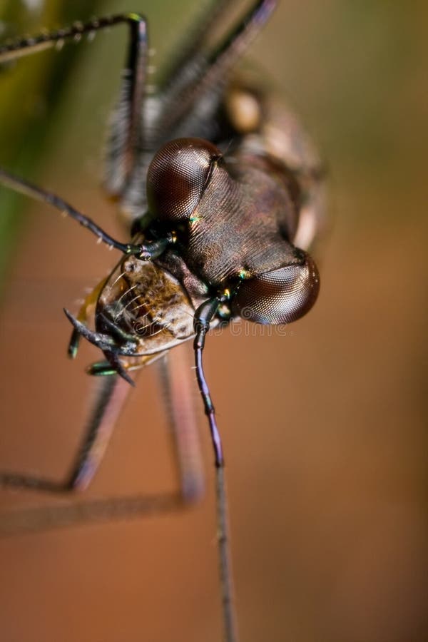 De Kever Extreme Macro Van De Tijger Stock Foto - Image of insect ...
