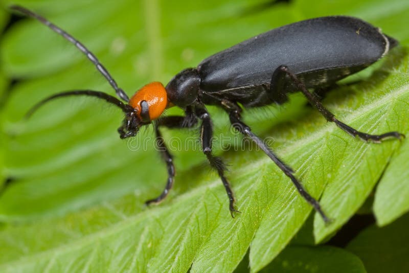 Blaarkever stock foto. Image of kever, wild, insecten - 125829048