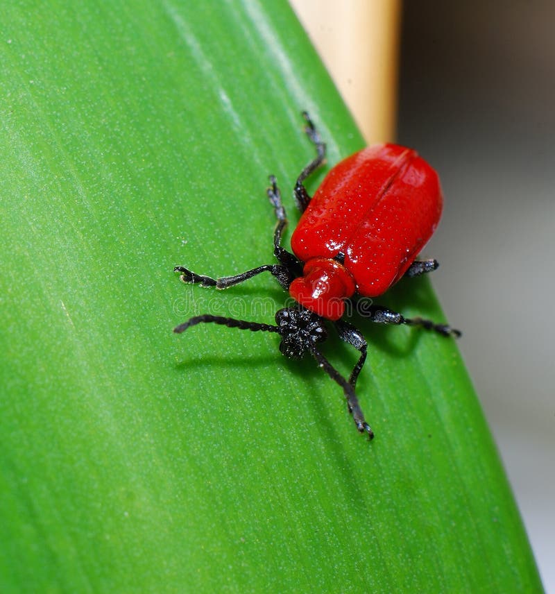 Lily Kever, Kleine Rode Insect in De Natuur Op Een Blad Stock ...
