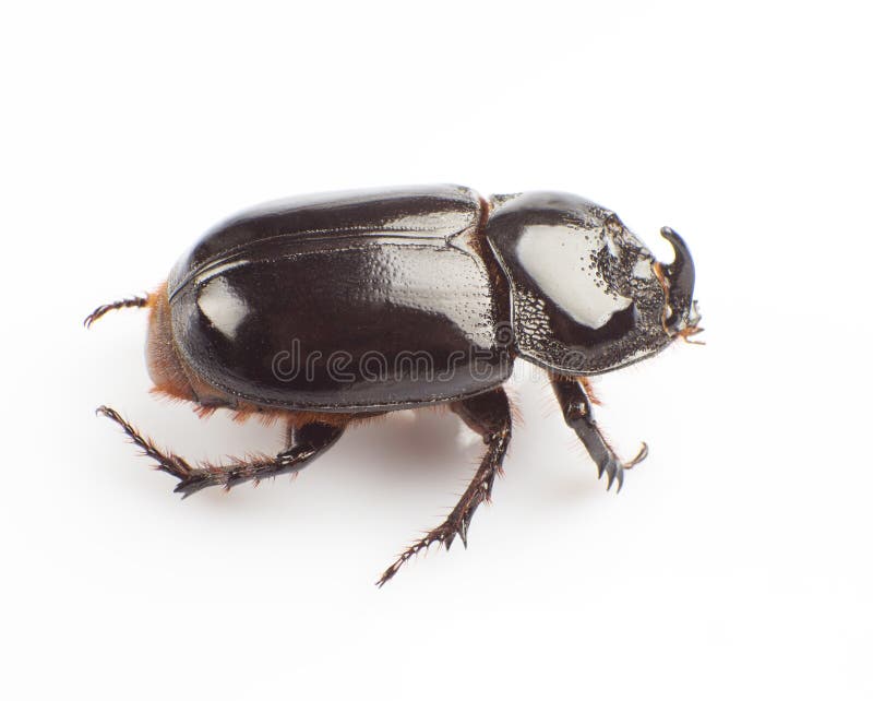 De kever van de mest stock foto. Image of schepsel, kever - 29372338