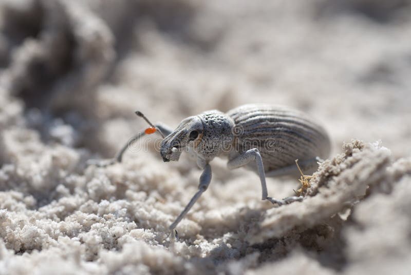 De Kever Van De Mest, Mexico Stock Afbeelding - Image of droog, kever ...