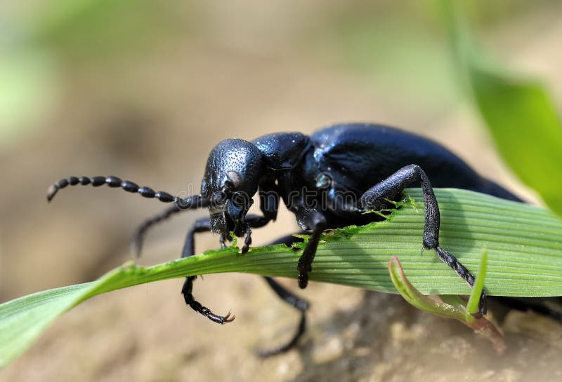 De kever van de olie stock foto. Image of blaar, olie - 19199412