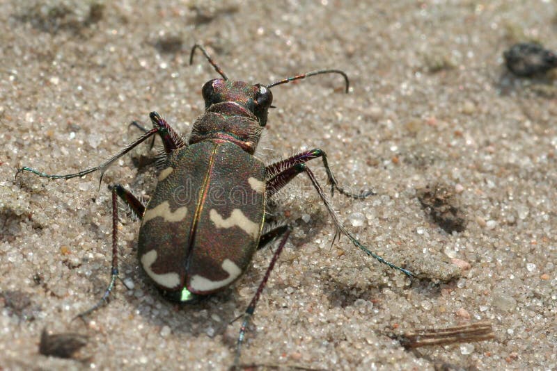 Tijkervlieg stock afbeelding. Image of snelste, jager, insect - 794409