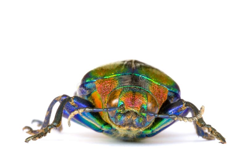 De Kever van het juweel stock afbeelding. Image of vliegen - 3449317