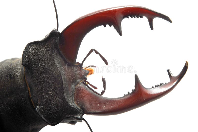 De kever van het mannetje stock foto. Image of kever - 20274638