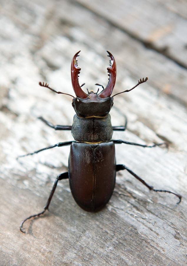 De kever van het mannetje stock afbeelding. Image of hoorn - 21377487