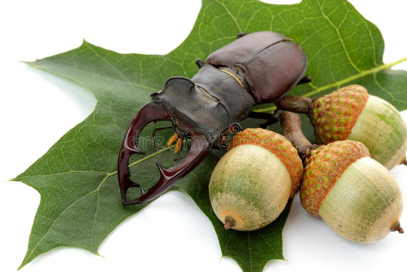 De Kever Van Het Mannetje Op Groen Blad Stock Afbeelding - Image of ...