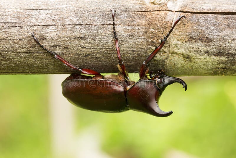 De Grote Kever Van De Olifant Stock Afbeelding - Image of snuifje ...