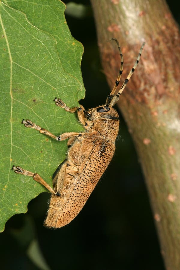 De Kever Van Longhorn Op Populierblad Stock Foto - Image of zomer ...
