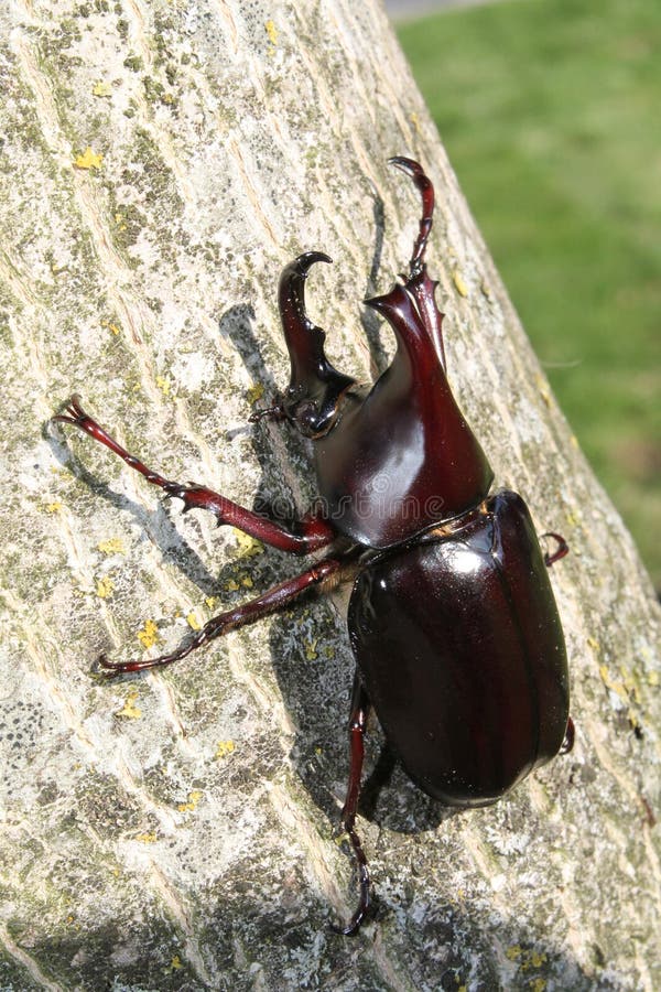 Achterlicht, De Kever Van De Rinocerosolifant, Megasoma-elephas, Zeer ...