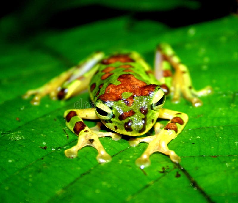 Rood-eyed De Boomkikker Van De Baby Stock Foto - Image of sprong ...