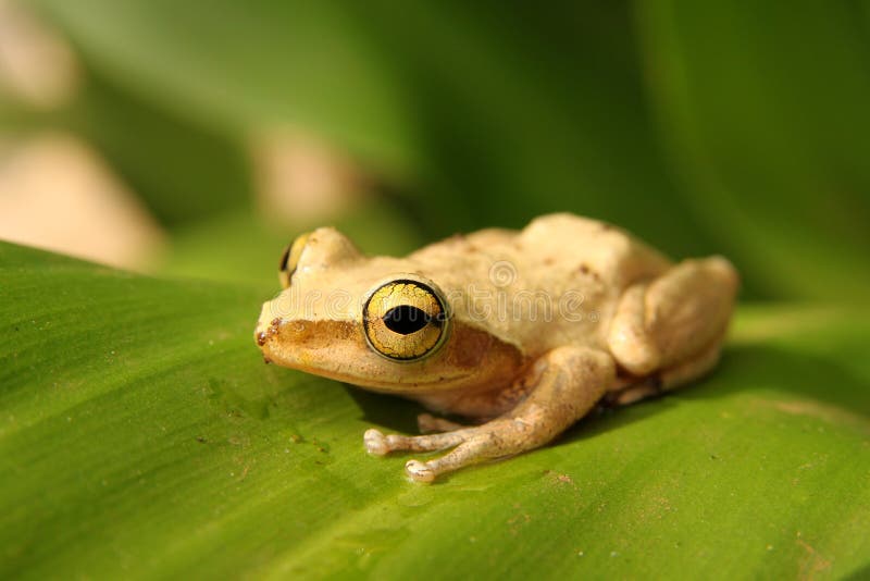 Babyboomkikker stock afbeelding. Image of daling, jong - 1011087