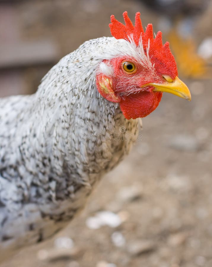 Dode kip stock afbeelding. Image of beukenhout, voorwerpen - 70303139