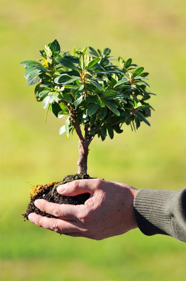De Kleine Boom Van De Holding Van Handen Stock Afbeelding - Image of ...