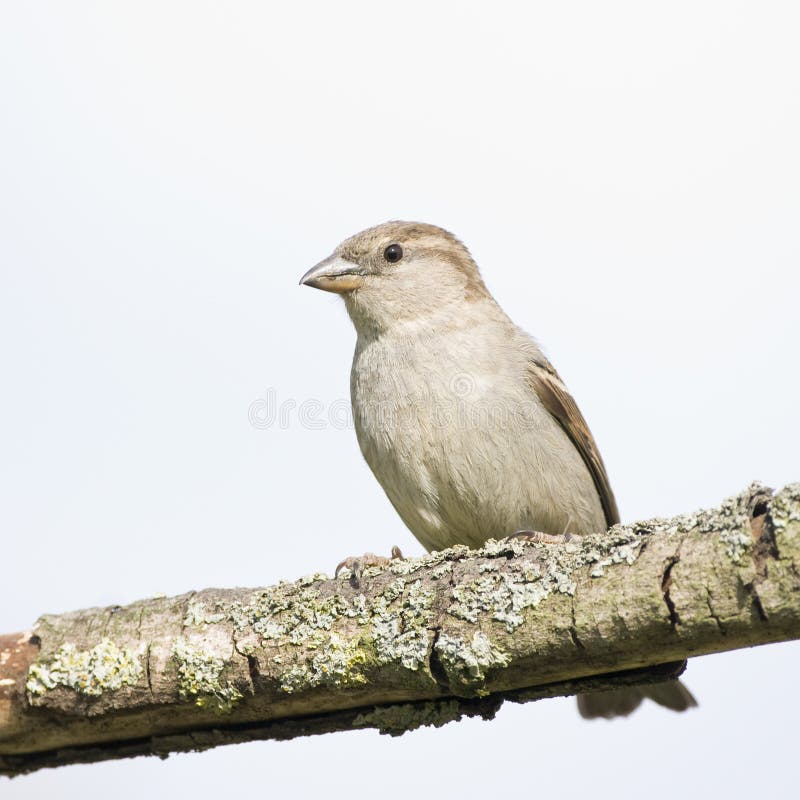 De kleine Mus van de Vogel stock foto. Image of vogel - 11403534