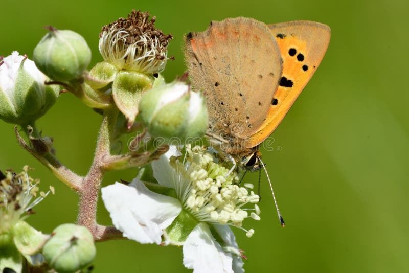 De Kleine Vlinder Van Het Koper (phlaeas Lycaena) Stock Afbeelding ...