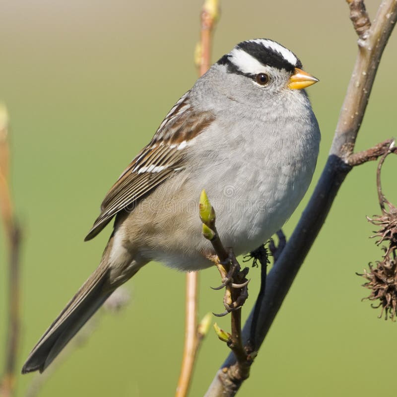Mus Kleine Vogel stock afbeelding. Image of migrerend - 19292577