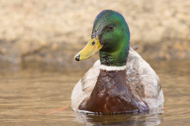 De Kleurrijke Eend Van De Mannetjeseendwilde Eend Stock Foto - Image of ...