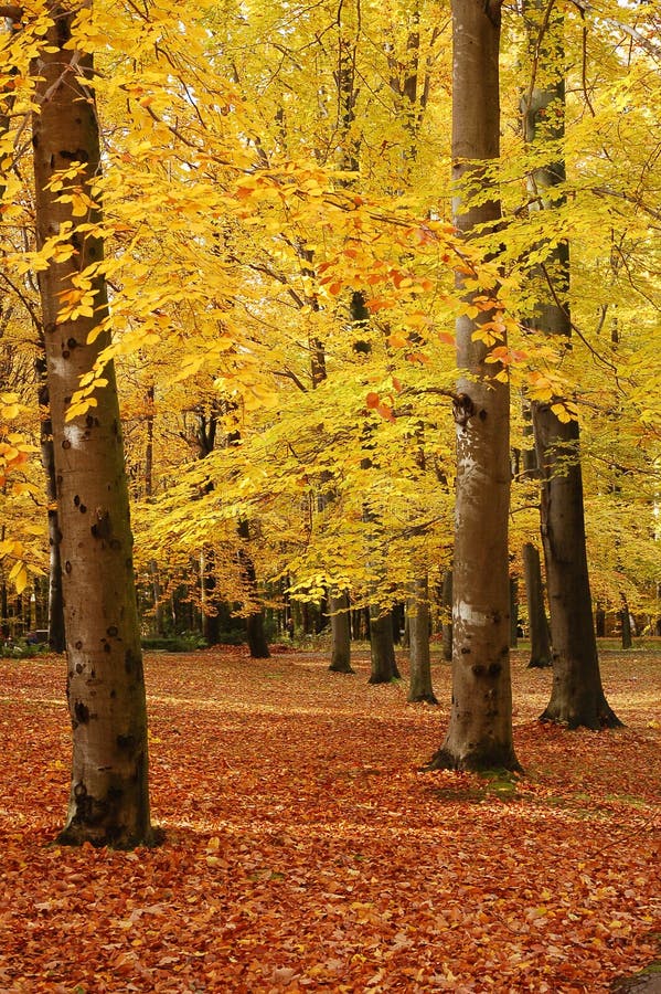 Het Overweldigende Kleurrijke Trillende Bos Van De Herfst Stock Foto ...