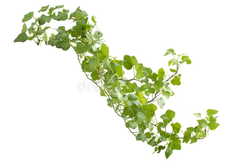 De Klimop Van De Tak Op Een Witte Achtergrond Stock Foto - Image of ...