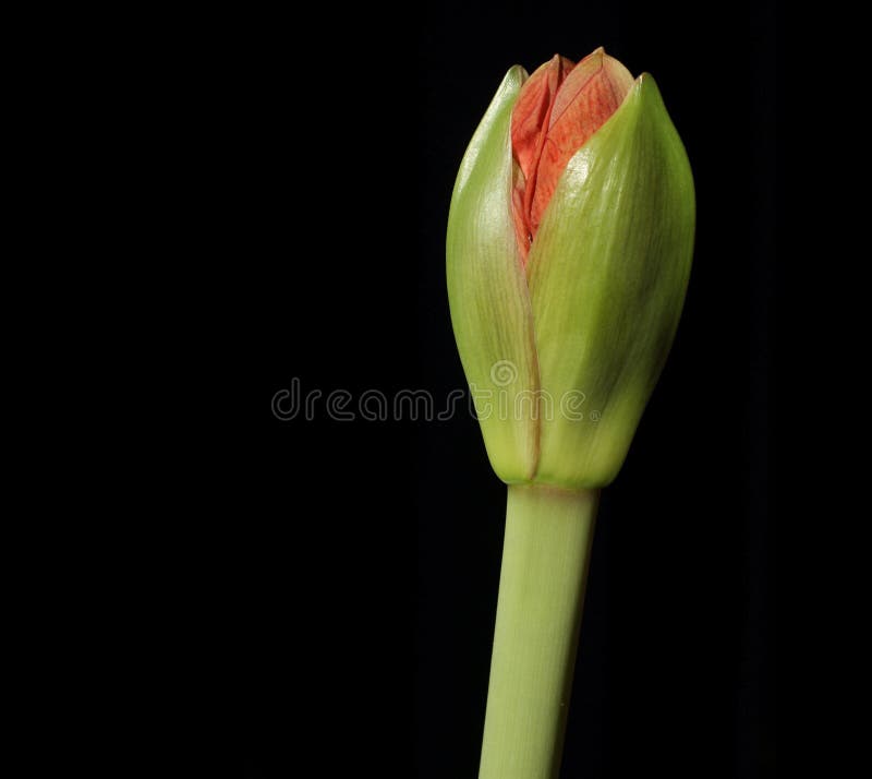 De Knop van de bloem stock foto. Image of bloem, potentieel - 8362180