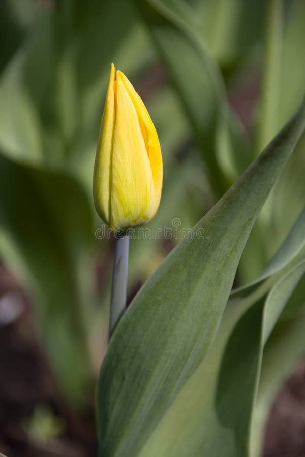 Tulpenknop stock foto. Image of helder, kleurrijk, bloem - 5067164