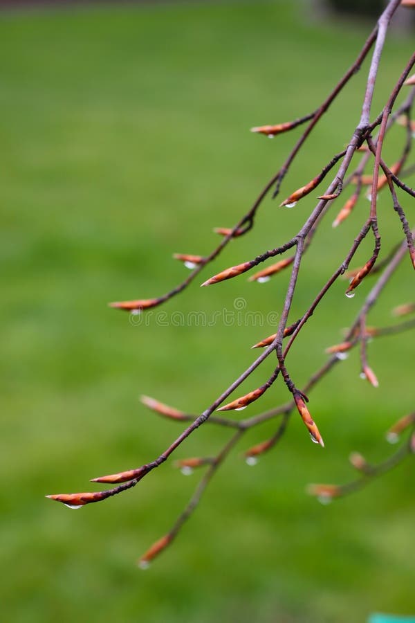 De Knoppen Van Het Blad Van Beuk - Macro Stock Foto - Image of bruin ...