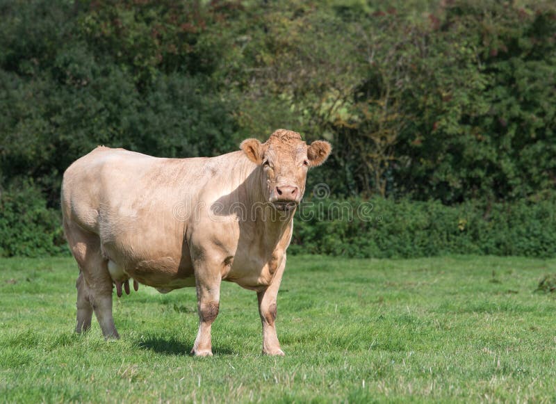 De koe van Charolais stock foto. Image of begrazing, charolais - 33818736